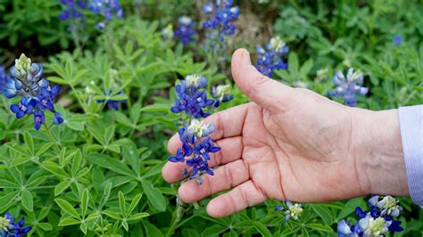 Jerry Bartz Observes Wildlife The Brookhaven Courier