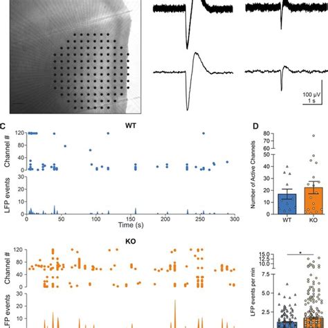 Large Scale Network Activity In Prelimbic Cortex Of Arc Nape Pld Wt And
