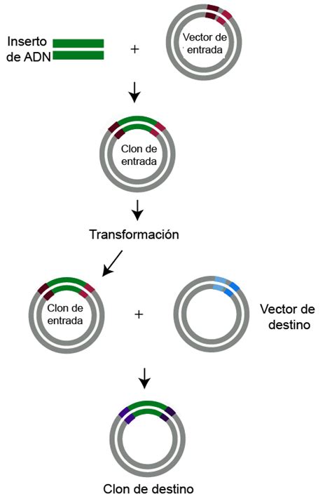 Una RevisiÓn General Sobre ClonaciÓn Molecular Goldbio