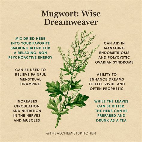 Is Mugwort Tea Safe To Drink Knowledgeavatar