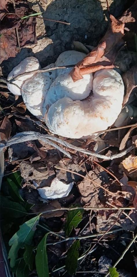 What Is This R Mushroomid