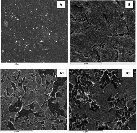 Figure 20 From Biosynthesis Of Polyhydroxyalkanoates And Their Medical Applications Semantic