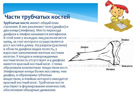 Остеология Строение костей Классификация костей презентация онлайн