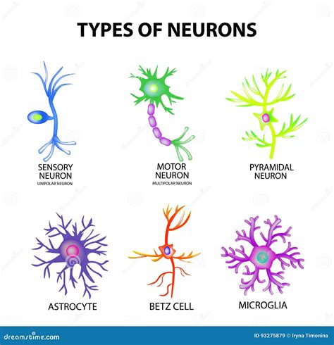 Types Of Neurons Structure Sensory Motor Neuron Astrocyte Pyromidal