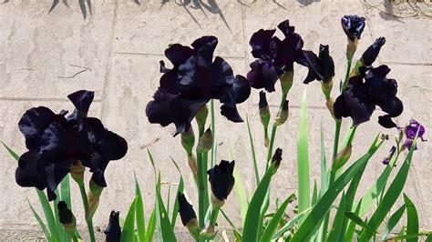 Iris Spring Sword Lily Free Photo On Pixabay