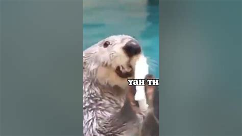 귀여운 해달 Youtube