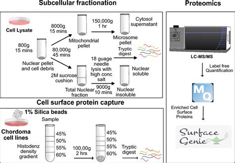 Schematics Of Silica Bead Based Surface Protein Capture And Organelle Download Scientific