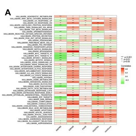 Stream Episode Prognostic Model Development And Molecular Subtypes Identification In Bladder