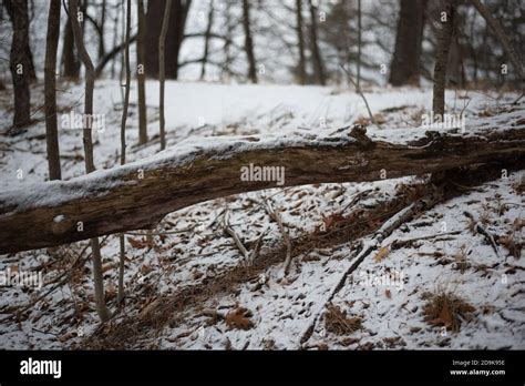 Branches Tree Winter Without Leaves Hi Res Stock Photography And Images Alamy