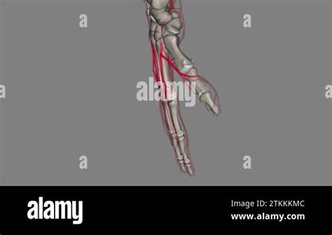The First Dorsal Metacarpal Artery Which Arises Directly From The Deep Branch Of The Radial