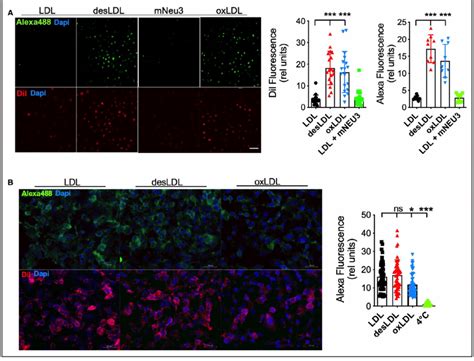 Desialylation Increases Low Density Lipoprotein Ldl Uptake By
