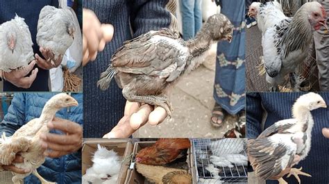 08 কাপতান বাজার মুরগির হাট । Kaptan Bazar Fancy Chicken And Duck Hat । Bd Chasi Agro। Youtube