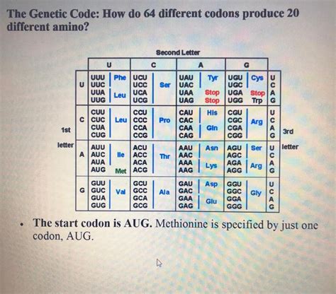 Solved The Genetic Code How Do 64 Different Codons Produce