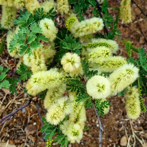 Popular Types Of Acacia Pictorial Guide