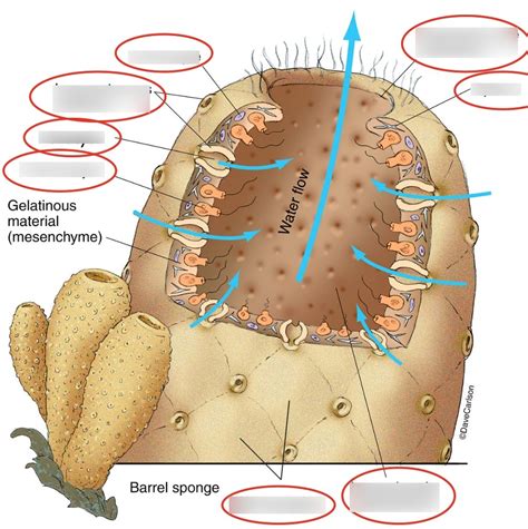 BIOL LAB Quiz 2 Diagram Quizlet BIOL LAB Quiz 2 Diagram Quizlet