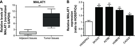 Long Noncoding RNA MALAT1 Was Specifically Upregulated In Ovarian Download Scientific Diagram
