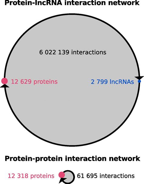 A Global Lncrna Protein Interaction Network Predicted Protein Lncrna Download Scientific