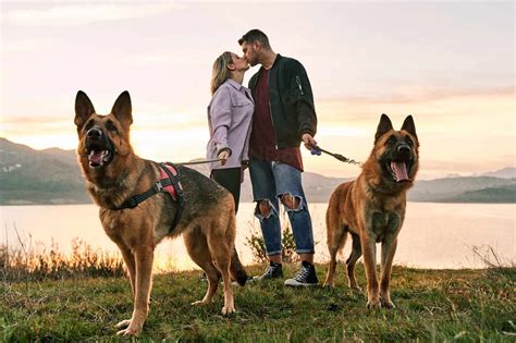 ЗАБУШАНТ 🛡 On Twitter Ова можеше да бидеме ние ама ти не сакаш Германски овчар 🥹