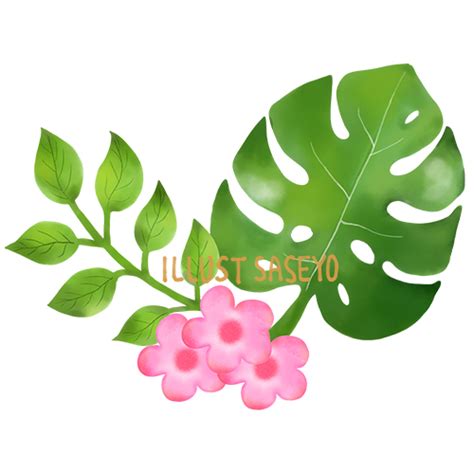 몬스테라 트로피칼 나뭇잎 꽃 일러스트 Png 158 Illust Saseyo