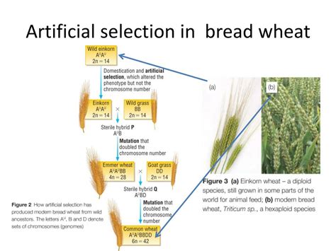 Ppt Natural And Artificial Selection Powerpoint Presentation Free Download Id 10927