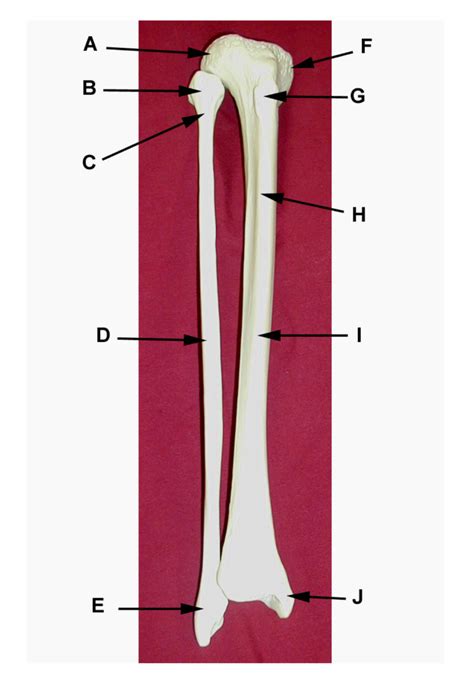 AP Right Tibia Fibula Diagram Quizlet