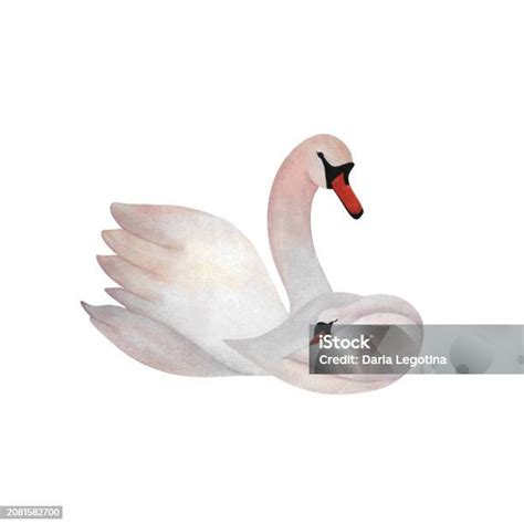 수채화 흰 백조와 잠자는 아기 백조 어머니 아이 손으로 그린 고립 2024년 어머니의 날에 귀여운 그림 아기 장식 2024 신생아 디자인 로고 엽서 포스터 새끼 조류 어린