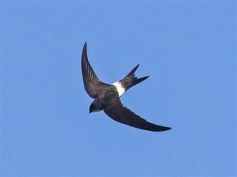 Fork Tailed Swift Bird Watcher Fork Tailed Swift Bird Watcher