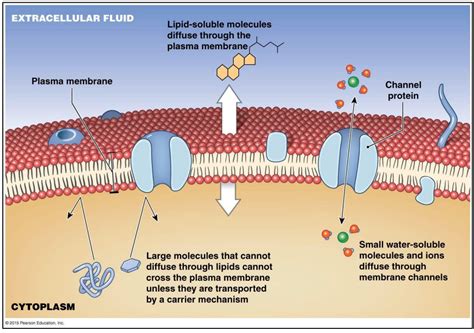 Cell Membrane Diffusion And Osmosis Review Labs Osmosis Diffusion