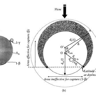 A Shadow Effect Cross Sectional Fractions Of Fine And Collector Download Scientific