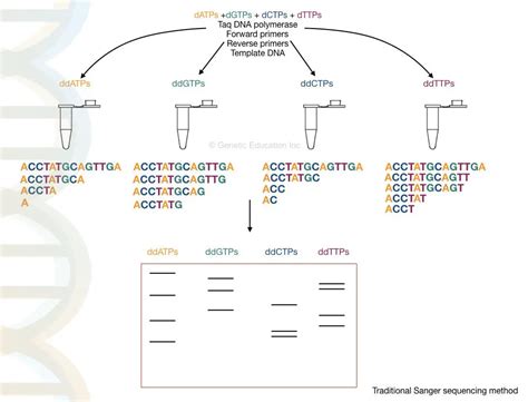 10 Snp Genotyping Techniques Genetic Education