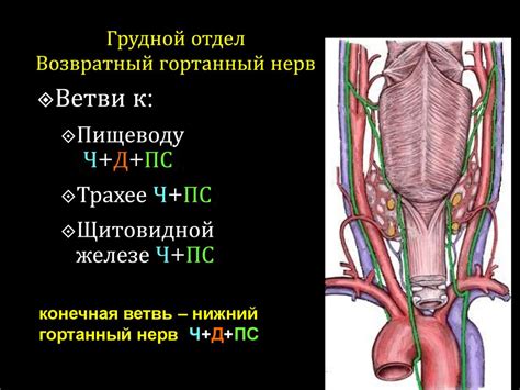Автономная нервная система вегетативная висцеральная Парасимпатический отдел презентация