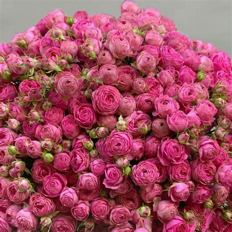 Роза Жизель (Giselle) - Московский ОАЗИС