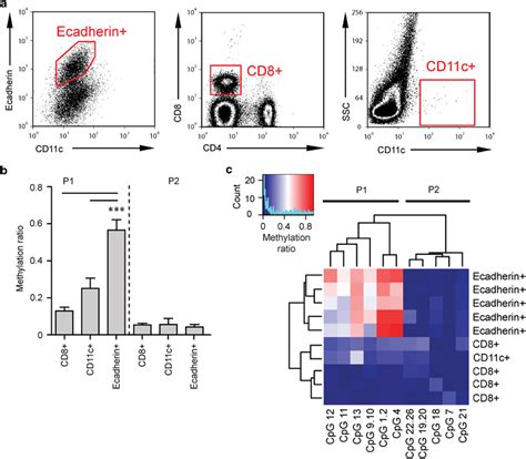 Runx3 P1 Methylation In Gastric Tumour Lineages A Isolation Of Download Scientific Diagram