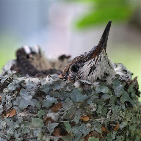 Ruby Throated Hummingbird A Few Days Before He She Fledged R Birding