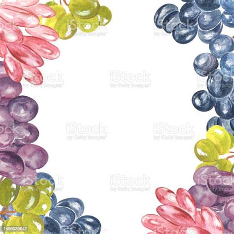 흰색 배경에 포도의 수채화 구성입니다 래스터 프로젝트 상품 엽서 상표의 요소로 사용할 수 있습니다 0명에 대한 스톡 벡터 아트 및 기타 이미지 Istock