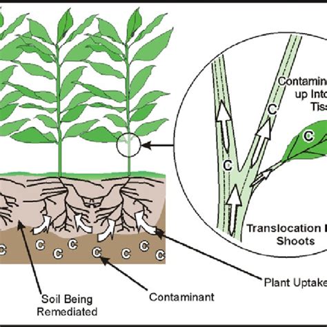 Phytodegradation Process This Figure Depicts The Phytodegradation Download Scientific Diagram