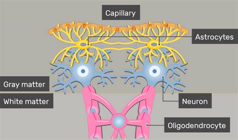 Astrocytes Structure