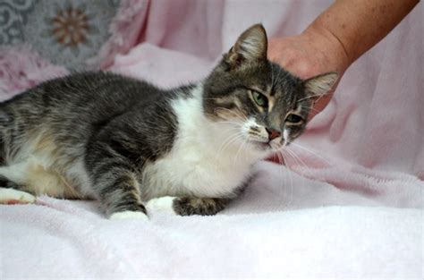 Юна умна и обворожительна а так же стерилизована и привита от паразитов обработана в поисках