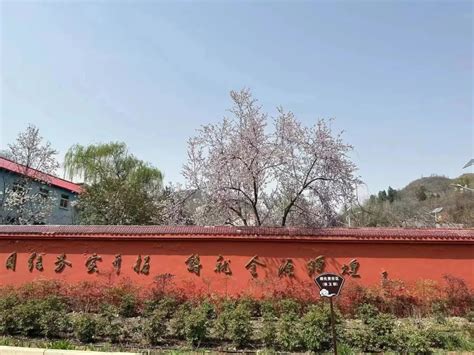 采风 春分至金源春色撩人 澎湃号媒体 澎湃新闻 The Paper