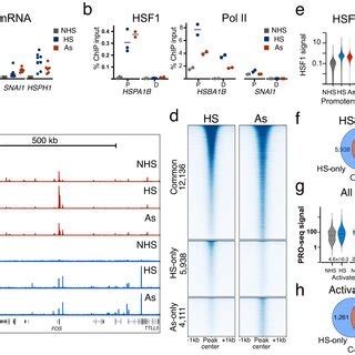 Widespread HSF1 Binding Is Induced By As Treatment A RT QPCR Showing Download Scientific