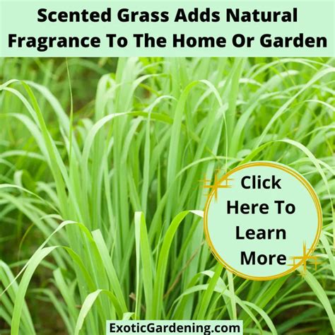 Scented Grass Adds Natural Fragrance To The Home Or Garden Exotic