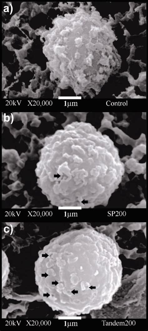 Scanning Electron Micrographs Of A Niger Conidia Exposed To A 0 Download Scientific Diagram