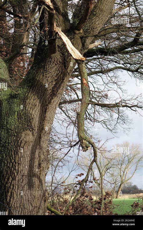 Big Tree With A Broken Branch Stock Photo Alamy