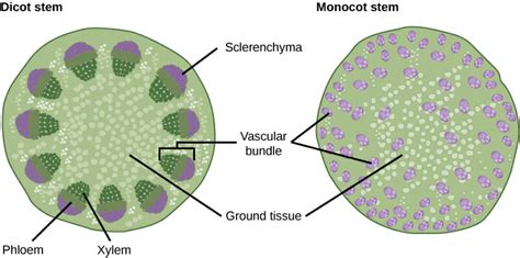 Monocot Vs Dicot Biology Dictionary