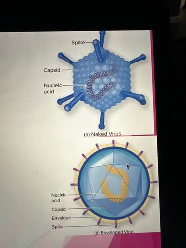 Chapter 7 Viruses Structure Function Flashcards Quizlet