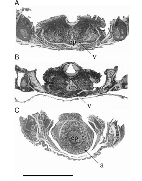 Cross Section Through The Lower Jaw And Tongue Of Each Species The Download Scientific Diagram