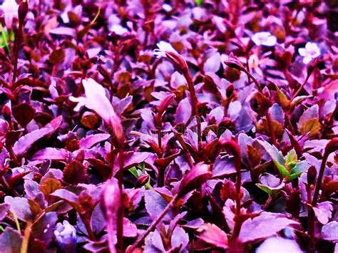Alternanthera Brasiliana Stock Image Image Of Joyweed 442974859
