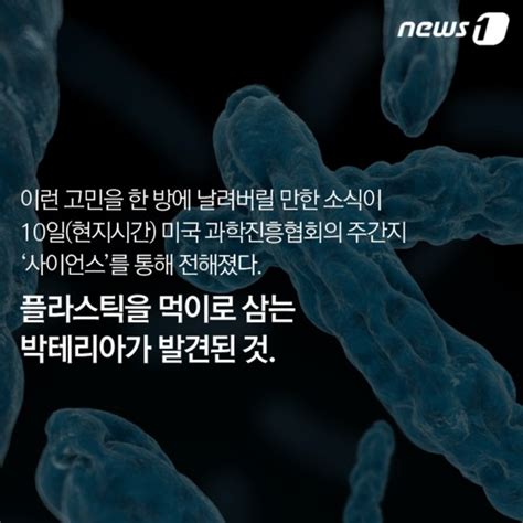 [카드뉴스]플라스틱 먹는 박테리아 쓰레기처리 신기원 여나 뉴스1