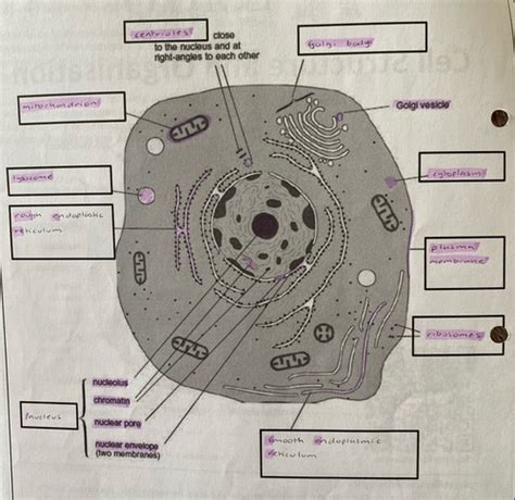 Cell Structure And Organisation Flashcards Quizlet