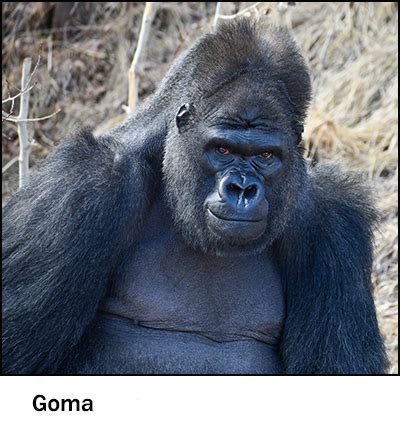 Gorilla On Steroids